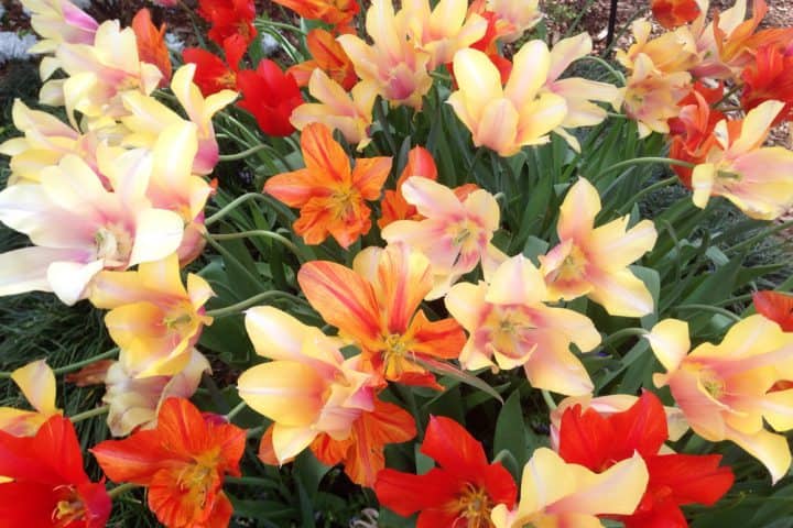 Top Places to See Flowers This Spring - AARP Travel Center Blog