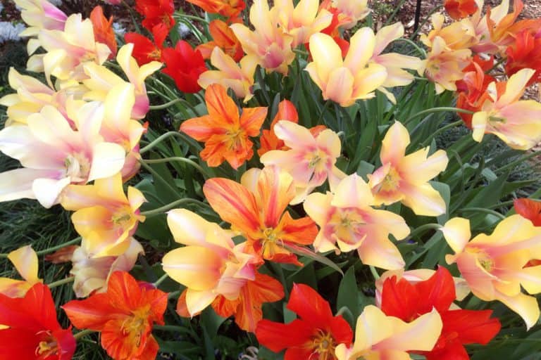 Top Places to See Flowers This Spring - AARP Travel Center Blog