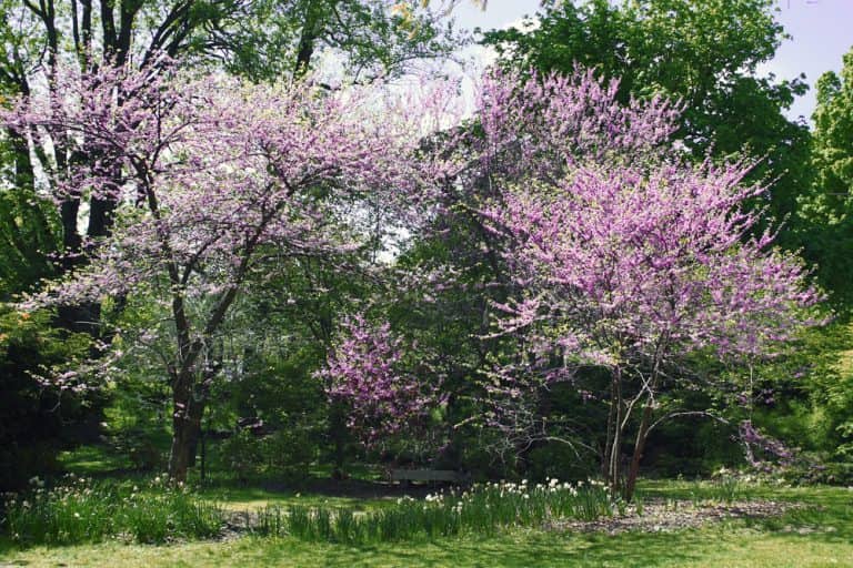 Top Places to See Flowers This Spring - AARP Travel Center Blog